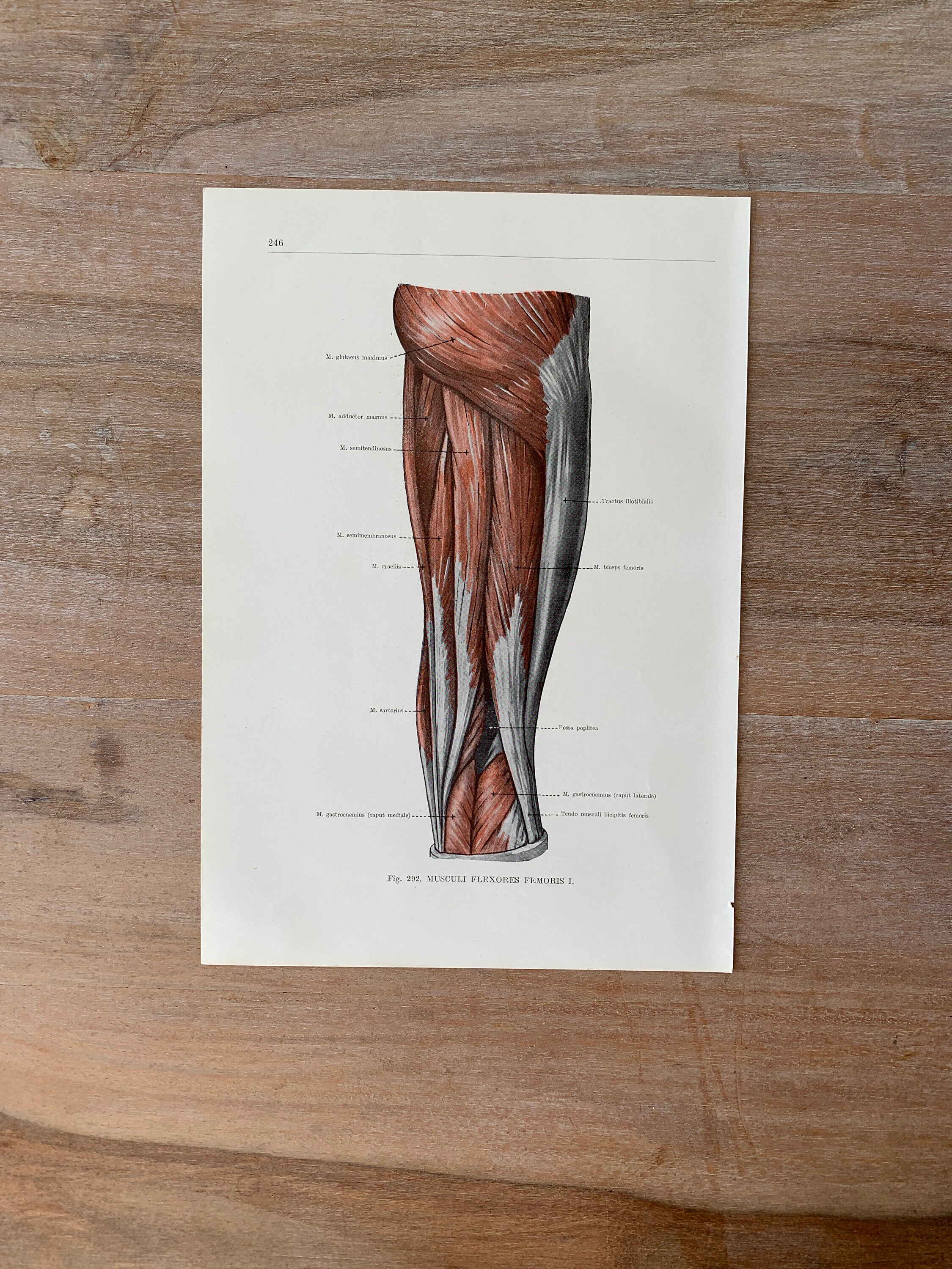 Human Body Leg Muscles