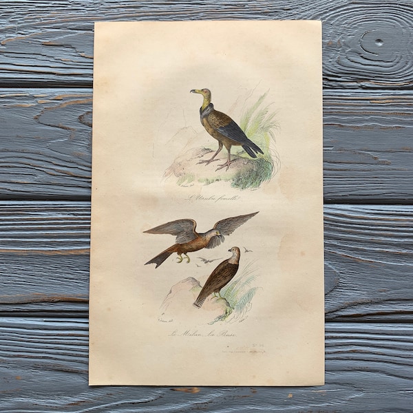 Bird Engraving - Etsy