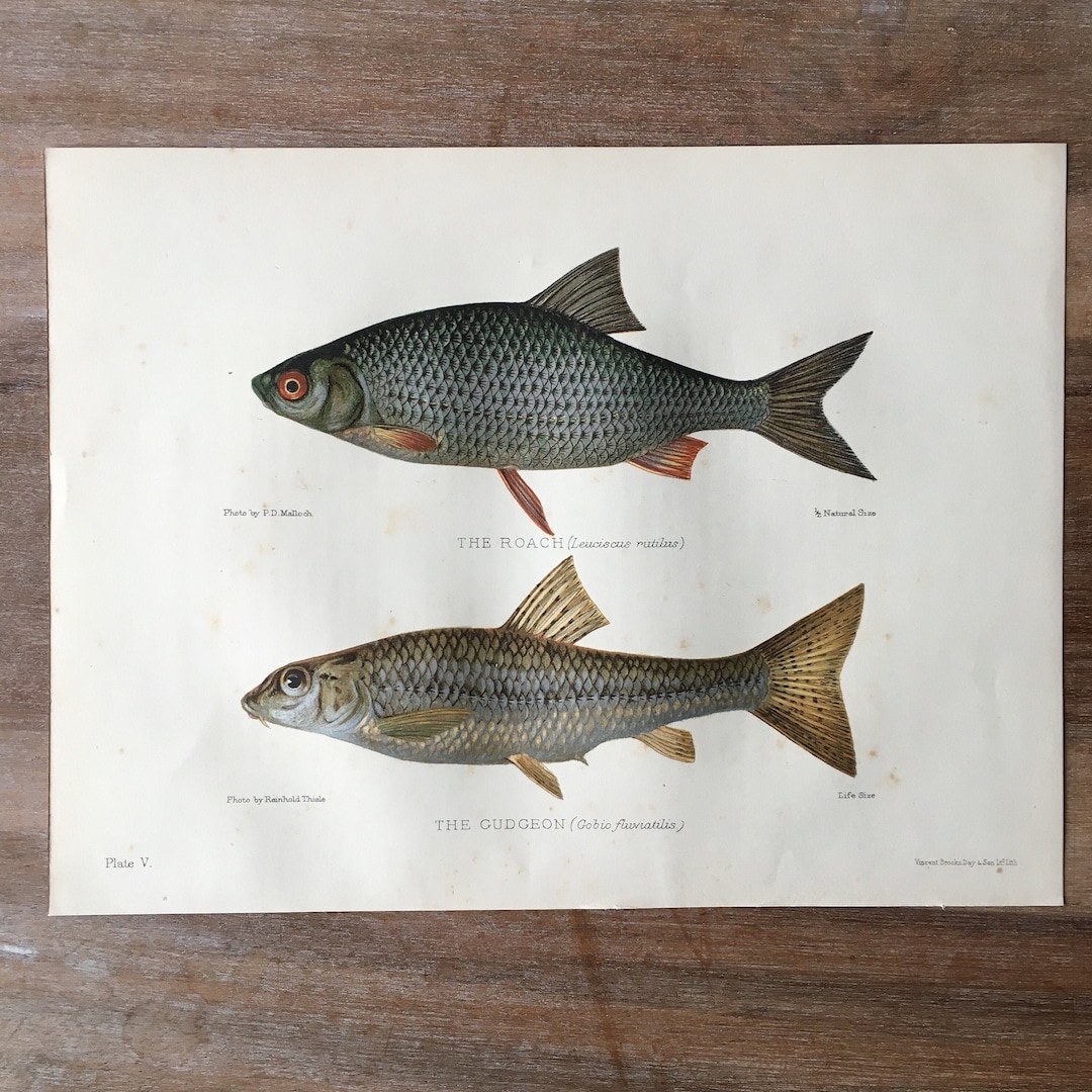 1904 Antique Fish Lithograph, the Roach, the Gudgeon Fish Illustration ...