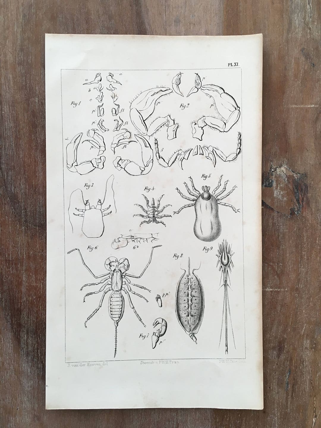 1849 Original Antique Insect Lithograph, Antique Print Insect, Antique ...