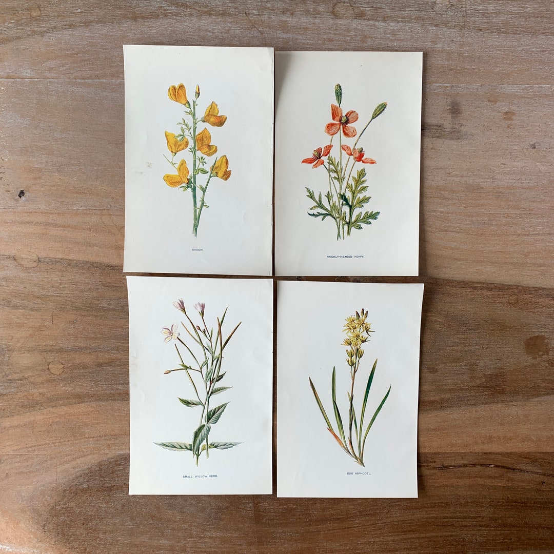 1905 Original Botanical Antique Chromolithograph Set of 4, Poppy, Broom ...
