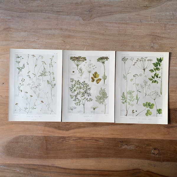 Original Lithograph - Etsy