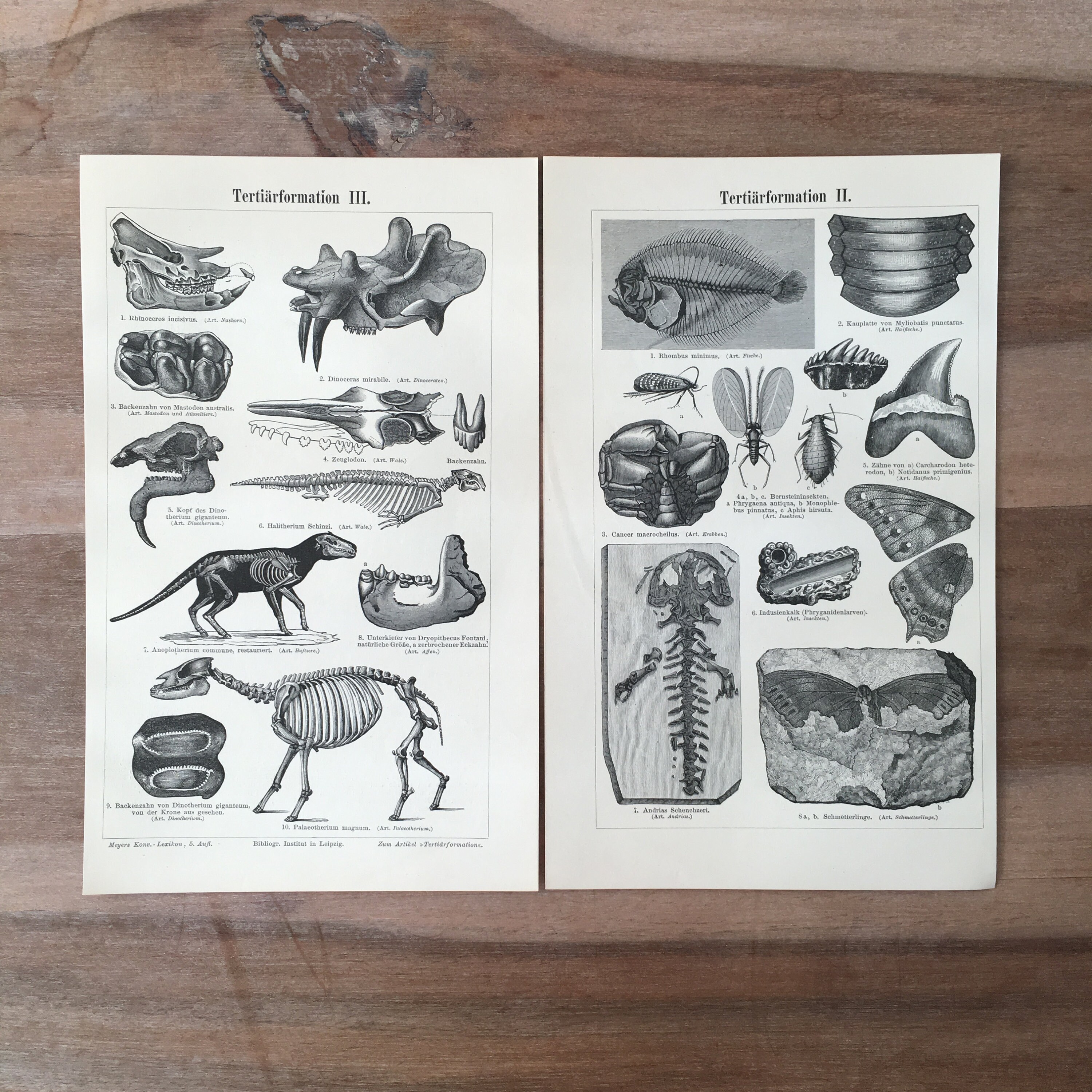 Tertiary Period Fossils