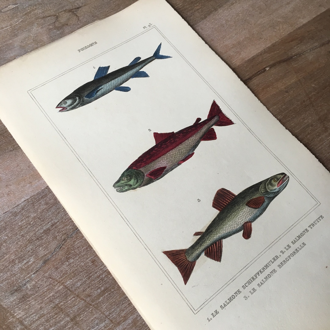 1835 Original Antique Fish Engraving, Red Salmon Fish Print, Brown ...