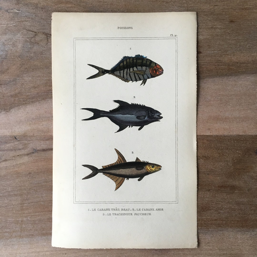 1835 Original Antique Fish Engraving With Giant Trevally, Horse ...