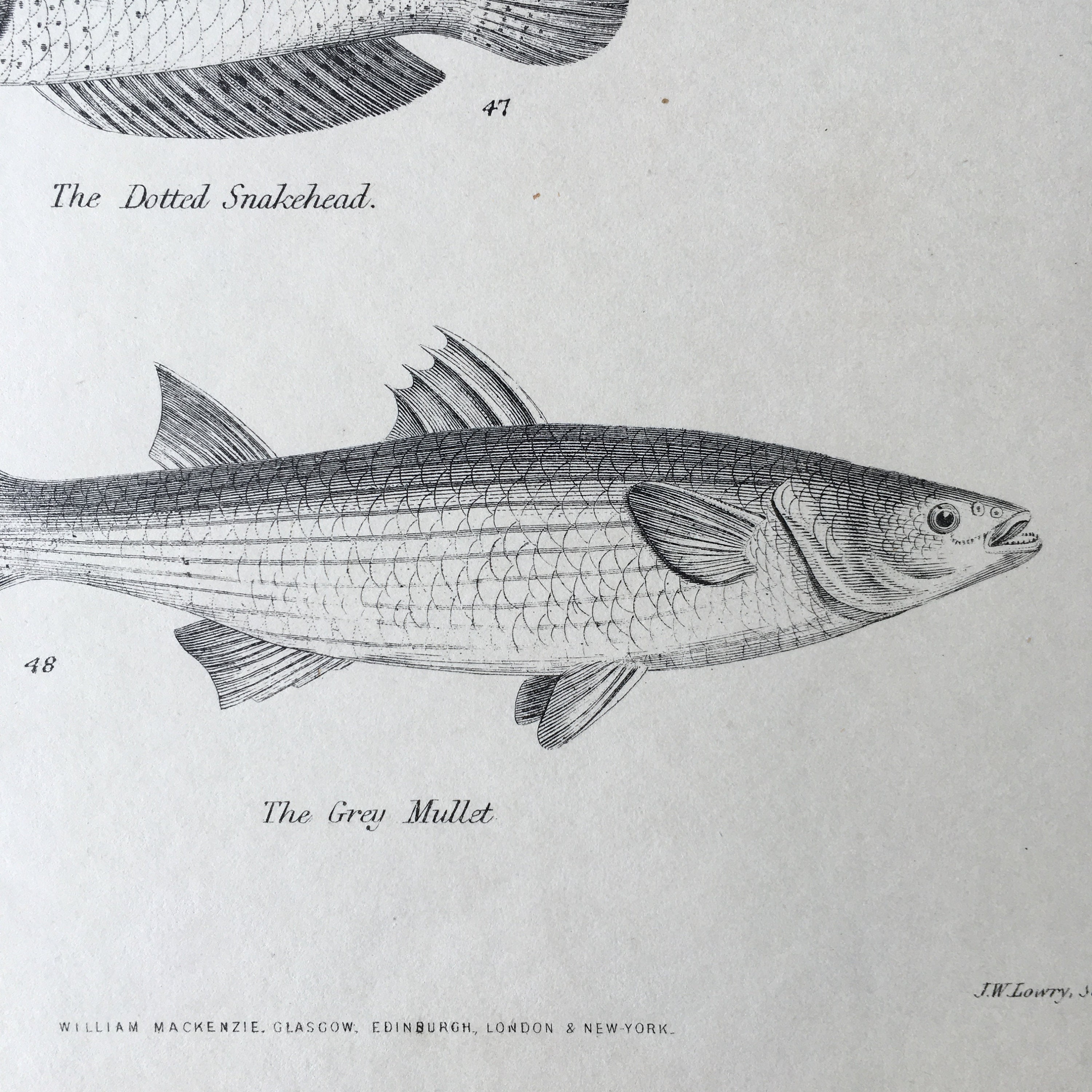 1865 Original Antique Fish Engraving, Antique Fish Engraving, Climbing ...