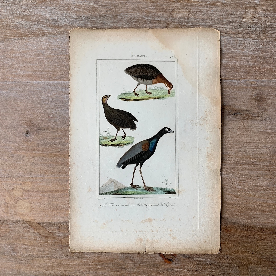 1825 Original Antique Bird Engraving With Brushland Tinamou, Vintage ...