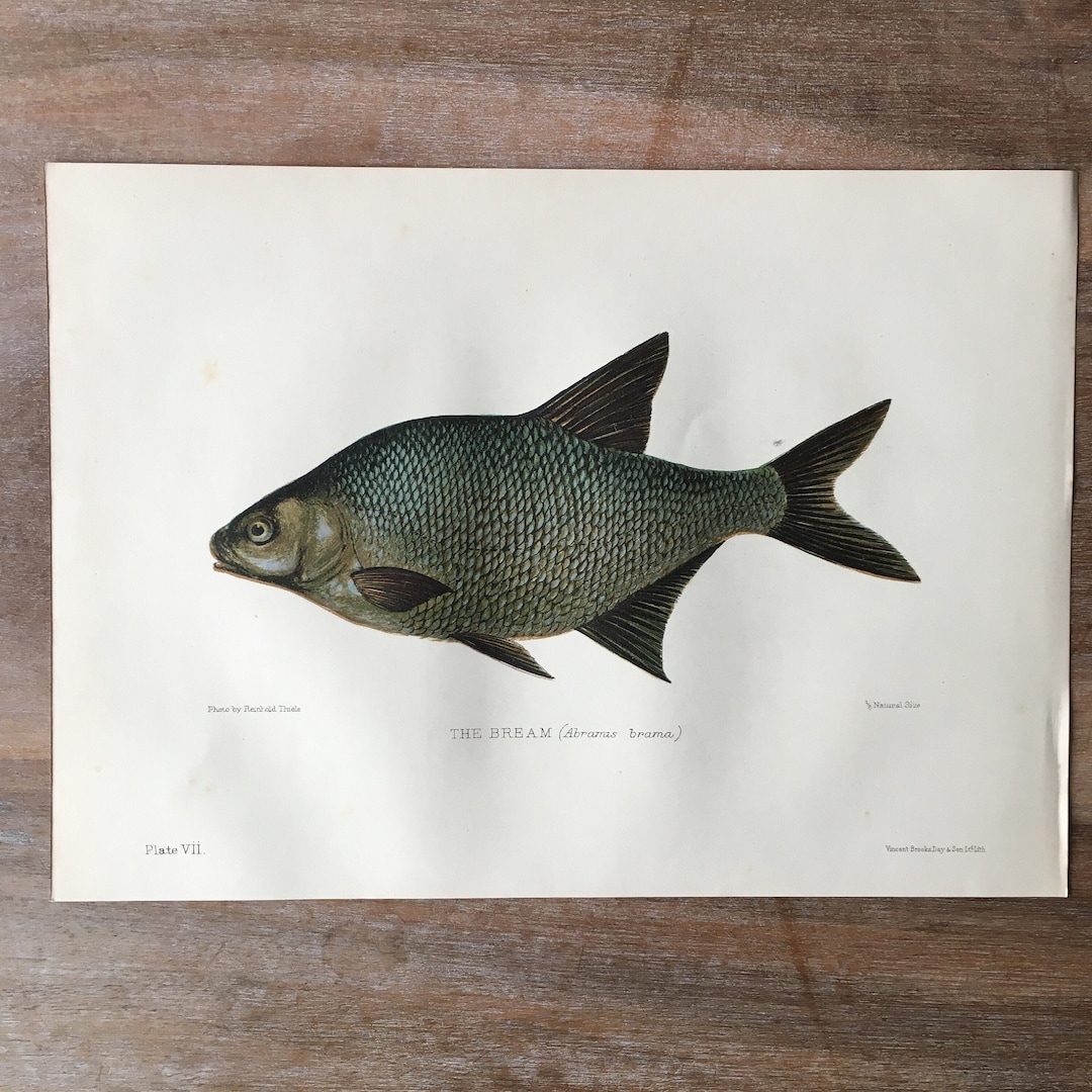 1904 Antique Fish Lithograph, Bronze Bream Fish Illustration, Vintage ...