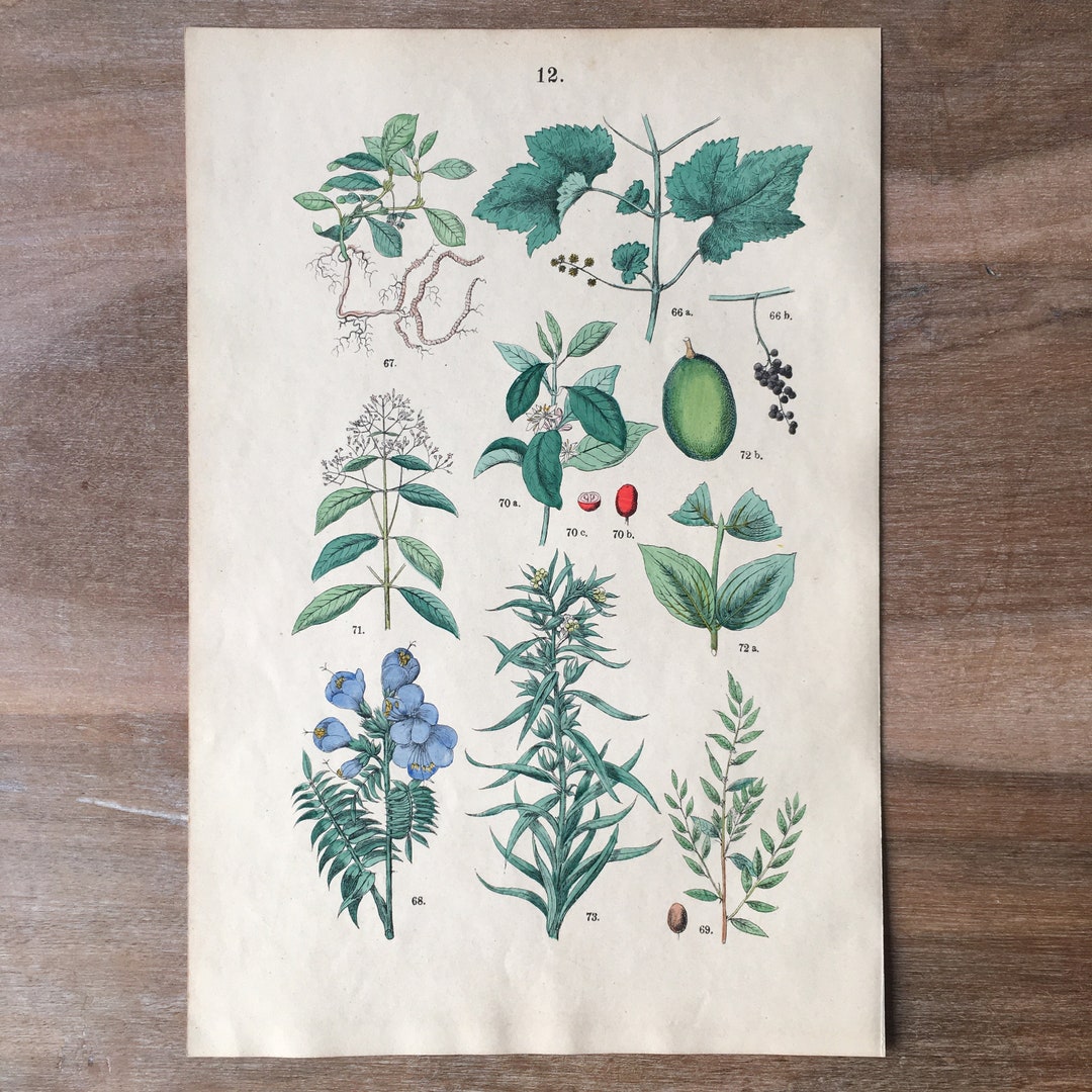 1882 Original Antique Botanical Lithograph With Jacobs Ladder Print ...
