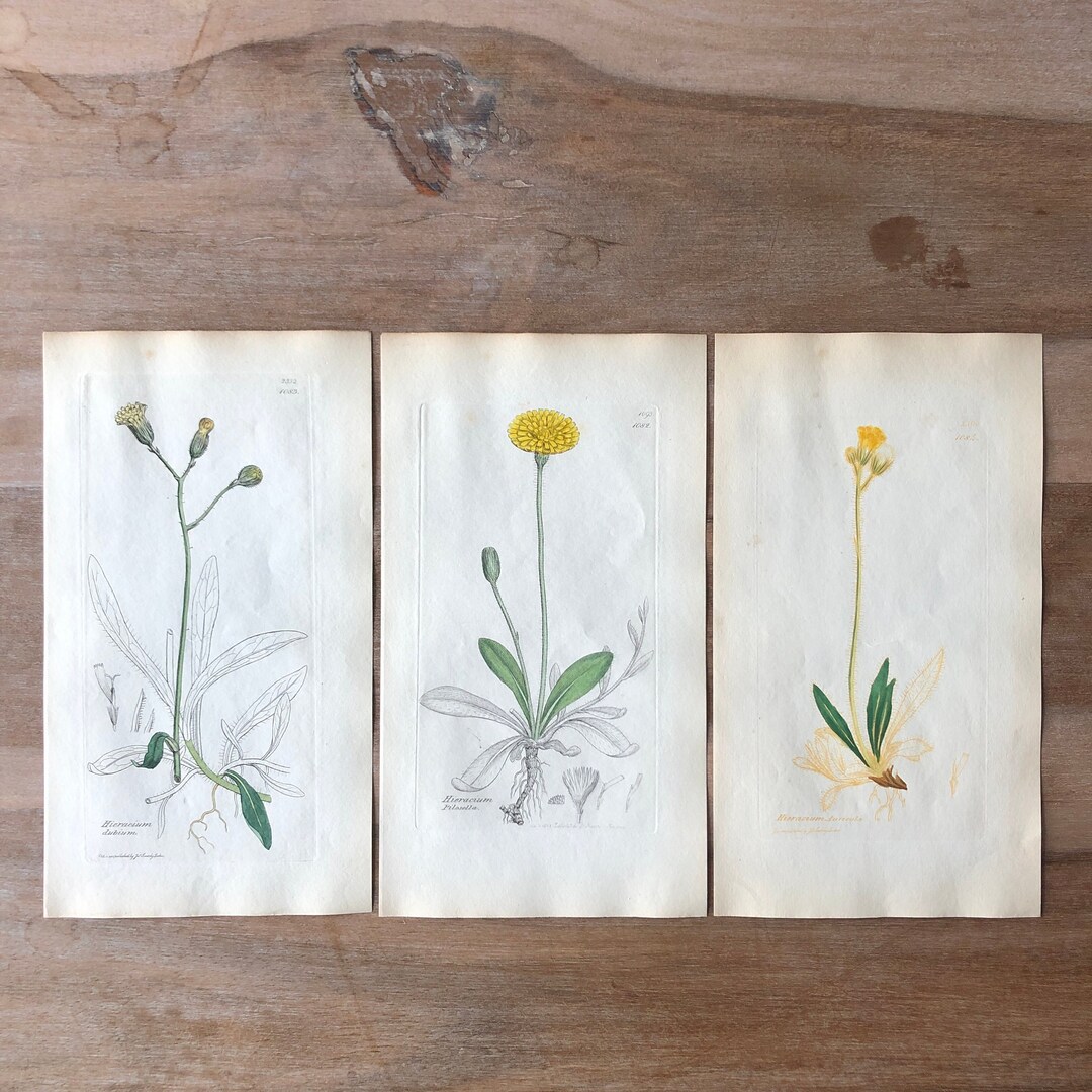 1835 Antique Botanical Prints Set of 3, Minimalist Botanical Engraving ... 1835 Antique Botanical Prints Set of 3, Minimalist Botanical Engraving ...