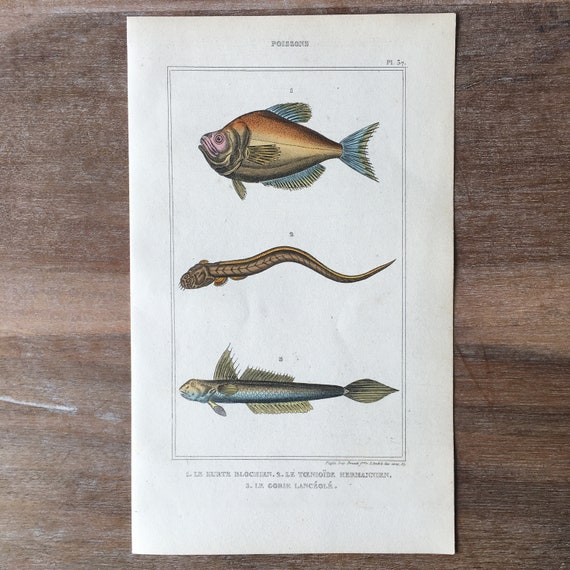 Art & Collectibles fish decor trumpet fish print vintage fish print ...