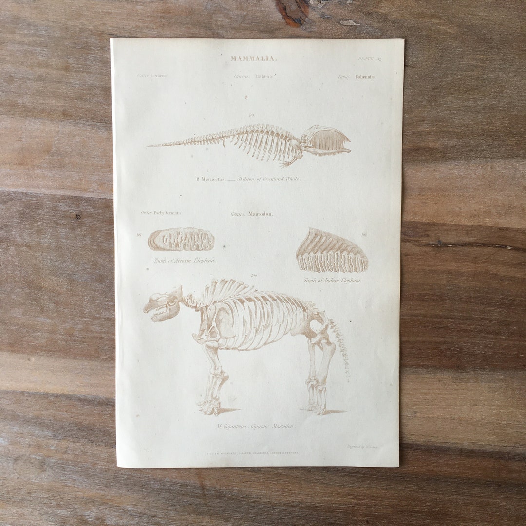 1865 Original Antique Animal Engraving With Greenland Whale Skeleton ...