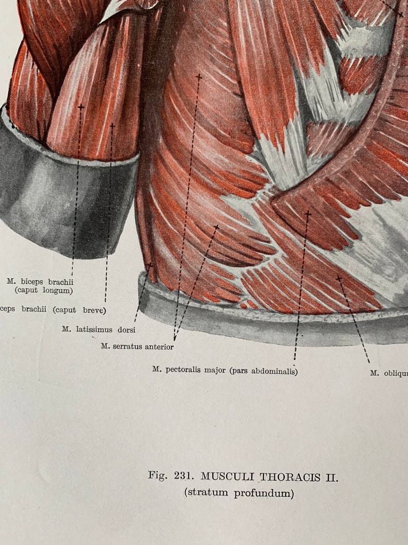 1962 Vintage Human Anatomy Anatomy Print Torso Muscles - Etsy