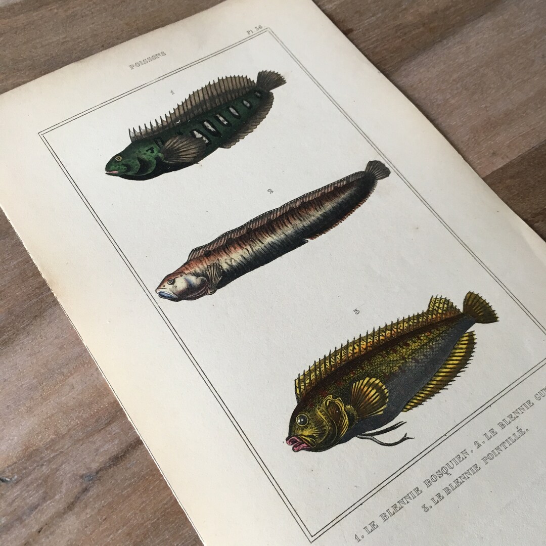 1835 Original Antique Fish Engraving With Floral Blenny Print ...