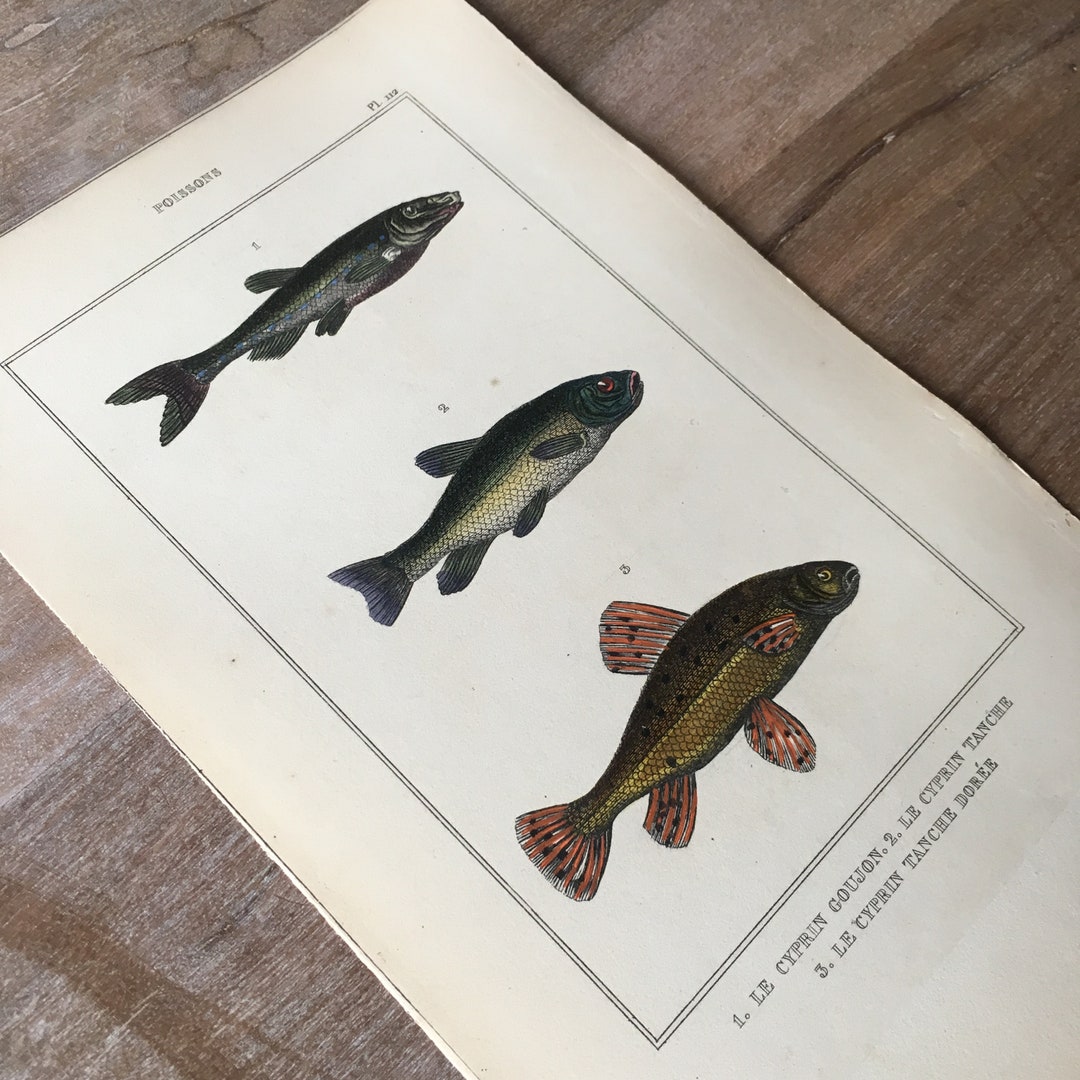 1835 Fish Engraving, Original Antique Fish Print, Goldfish Print, Carp ...