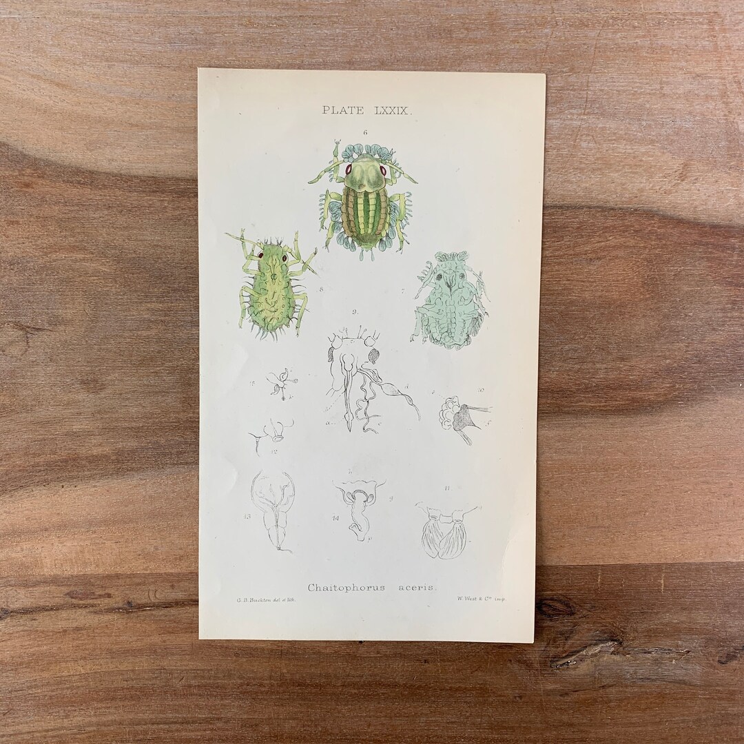 1897 Antique Insects Lithograph | Aphid Print | Greenfly Print | Set of ...
