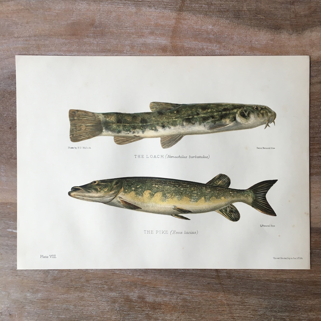 1904 Antique Fish Lithograph, the Loach, the Pike Fish Illustration ...