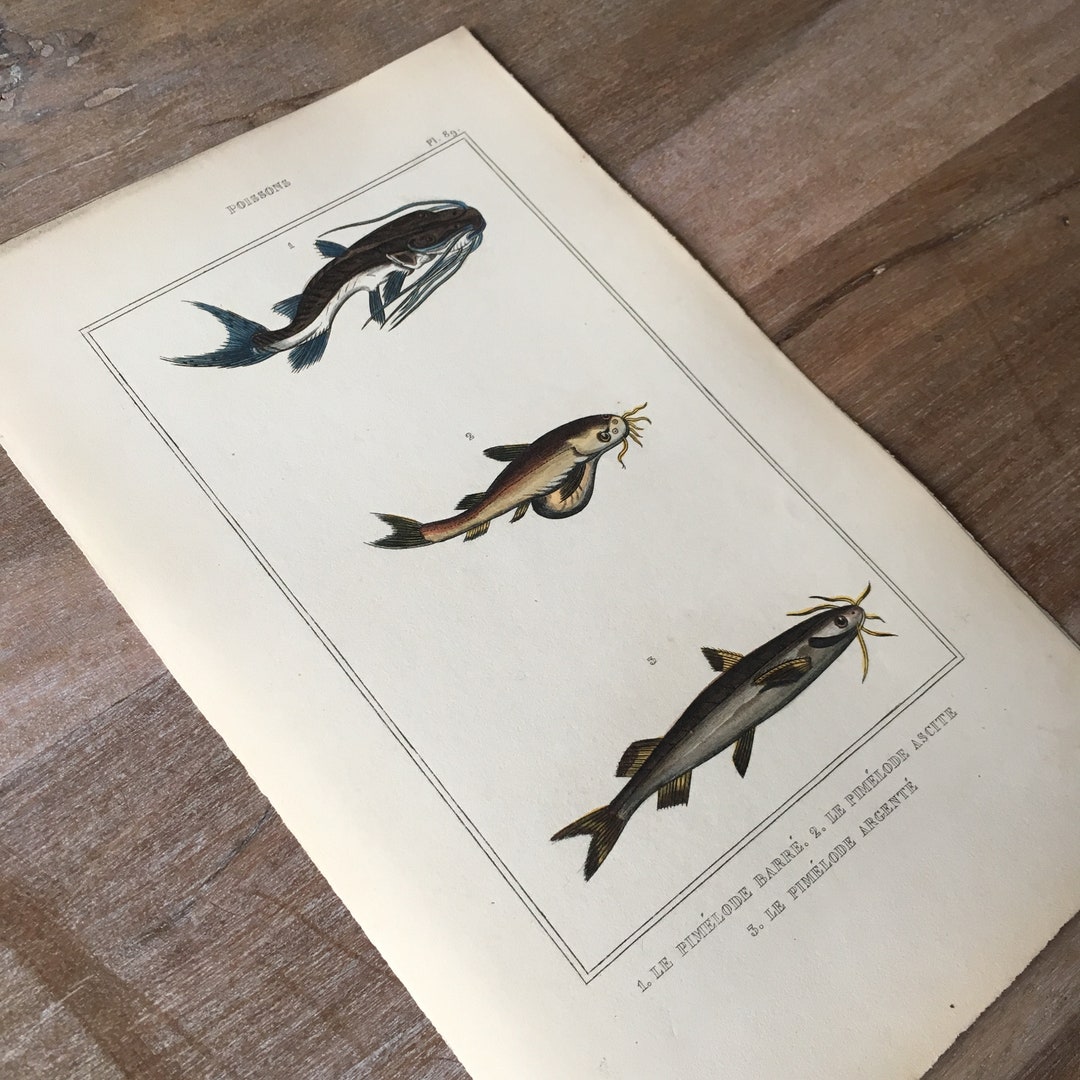 1835 Original Antique Fish Engraving, Pimelodus Fish Print, Cat Fish ...
