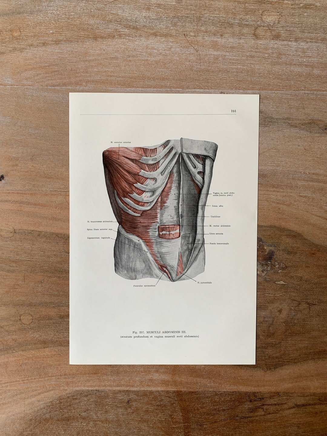 1962 Vintage Human Anatomy, Anatomy Print - Abdominal Muscles, Myologia ...