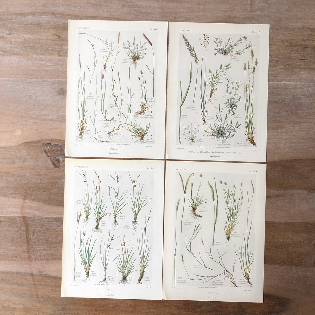 1912 Botanical Print Set of 4, Sedges Print, Timothy-grass Print ...