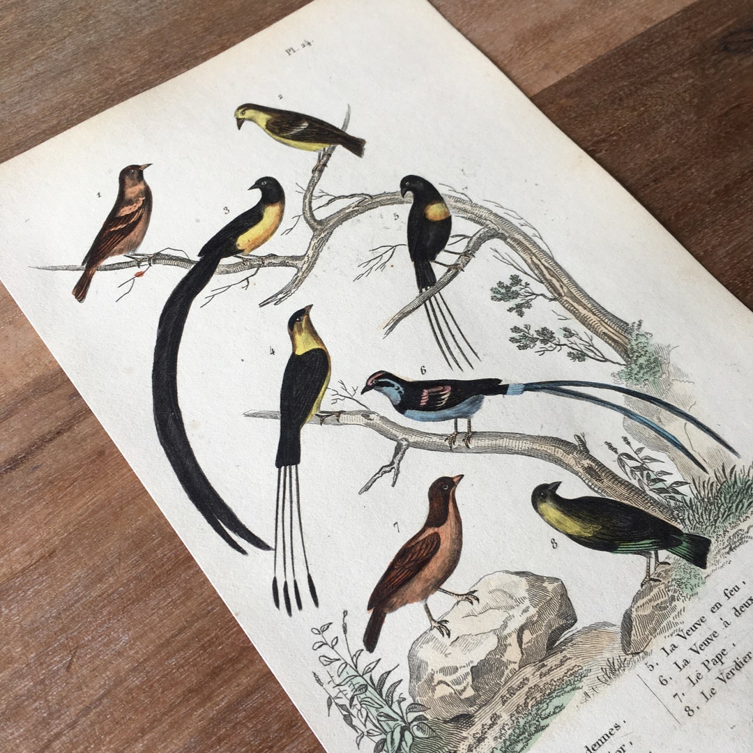 1840 Original Antique Bird Engraving, Common Chaffinch, Sahel Paradise ...