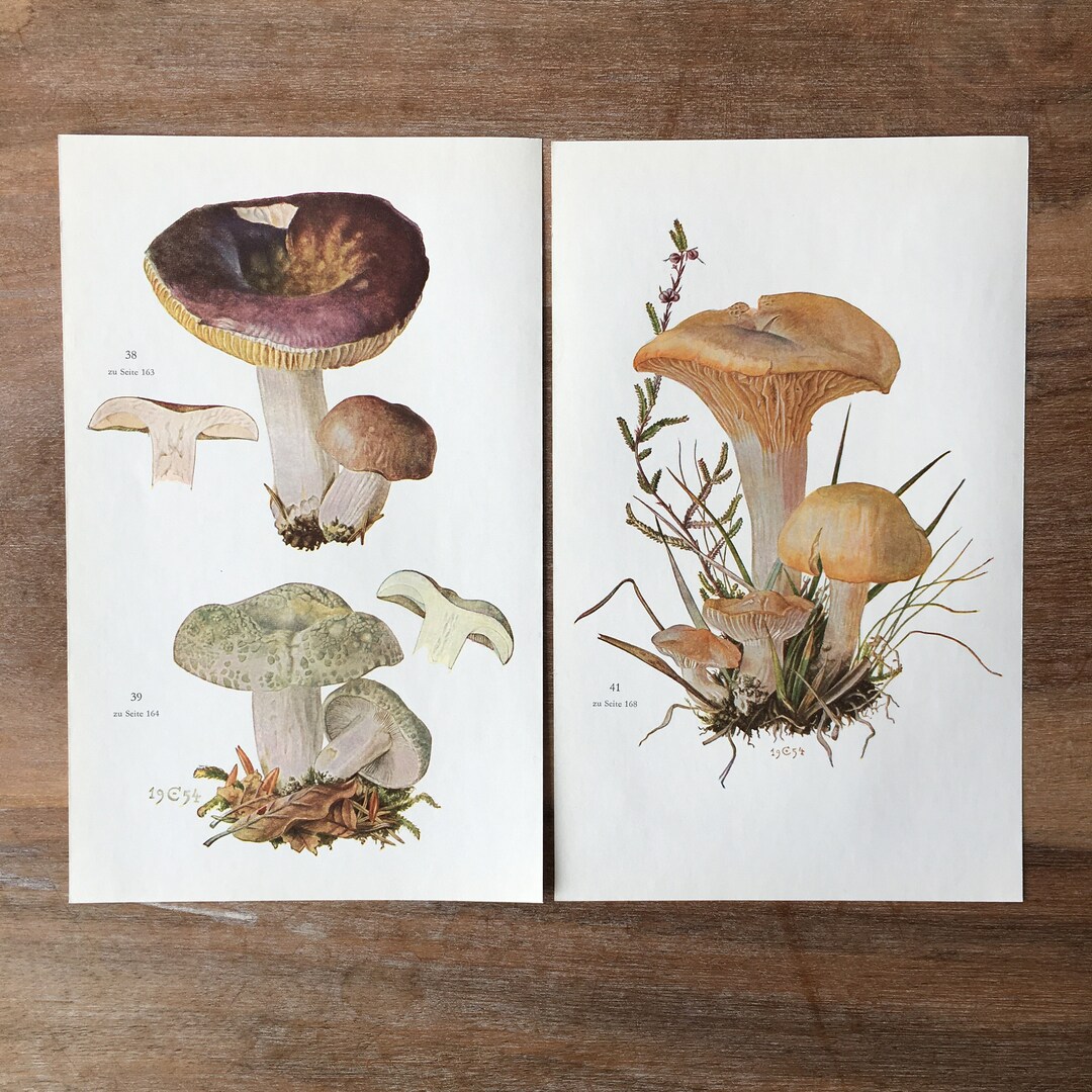 1955 Original Botanical Prints Set of 2, Mushrooms Lithograph, Bitter ...
