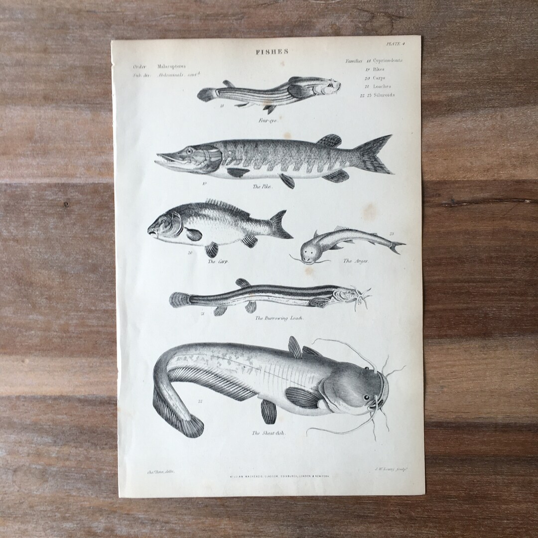 1865 Original Antique Fish Engraving, Four Eyed Fish, Pike Print, Carp ...