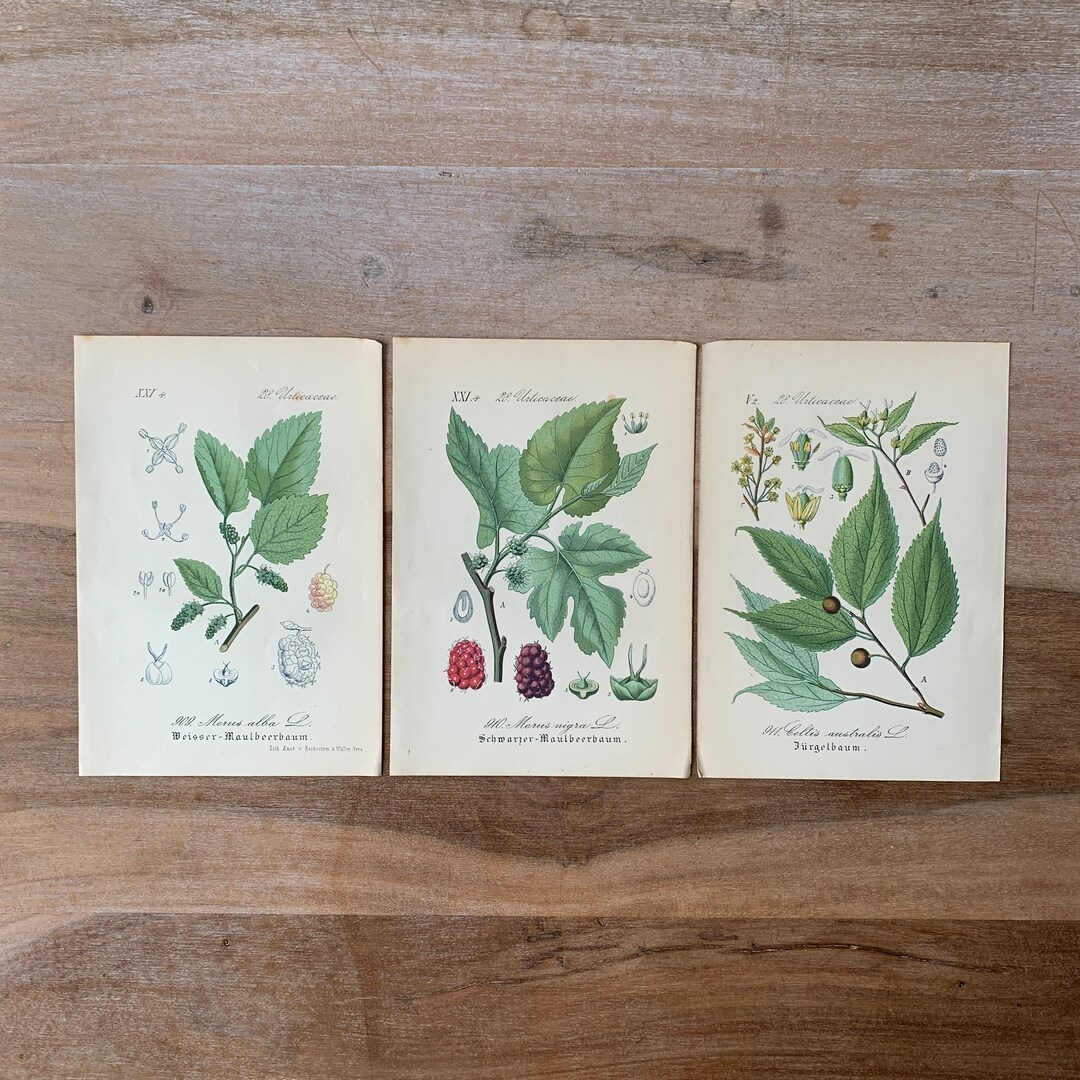 1882 Antique Botanical Lithograph Set of 3 | Vintage Water Plants ...