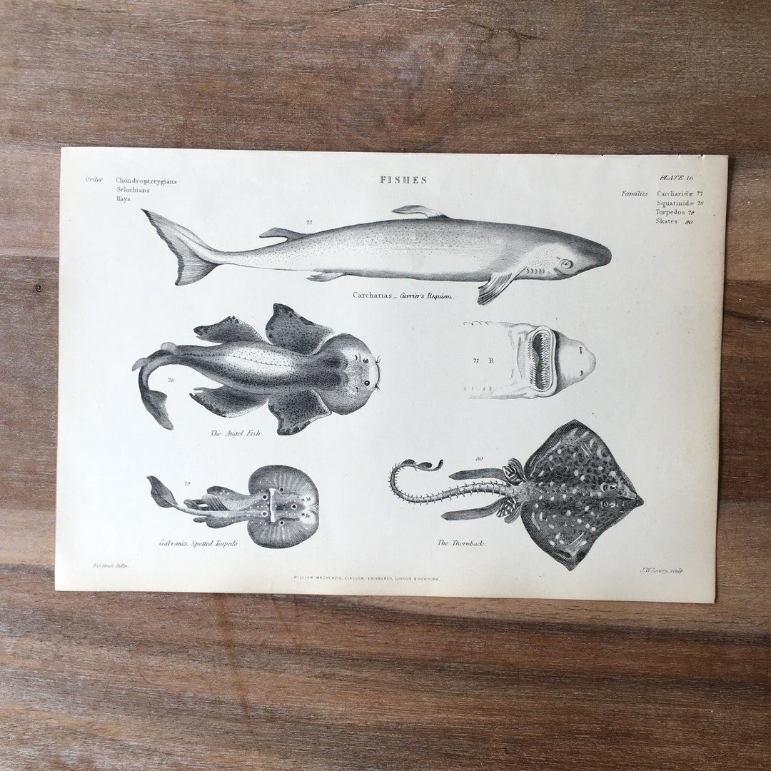 1865 Original Antique Fish Engraving, Sand Tiger Shark, Angel Fish ...