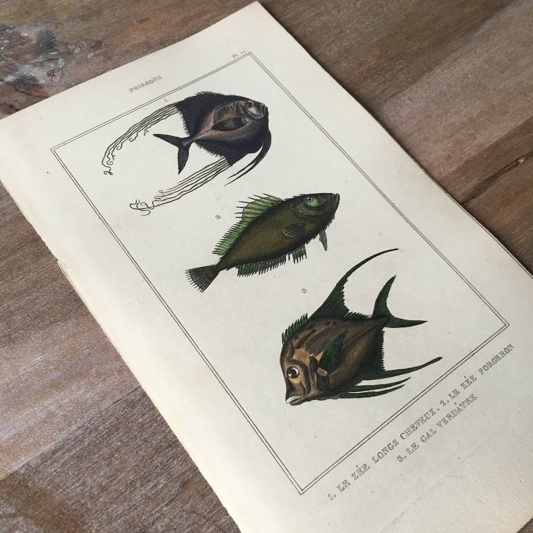 1835 Original Antique Fish Engraving With Striped Surgeonfish, Lookdown ...