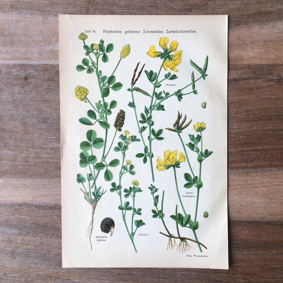 1925 Antique Botanical Print With Hop Clover, Pod Clover, Marsh Pod ...