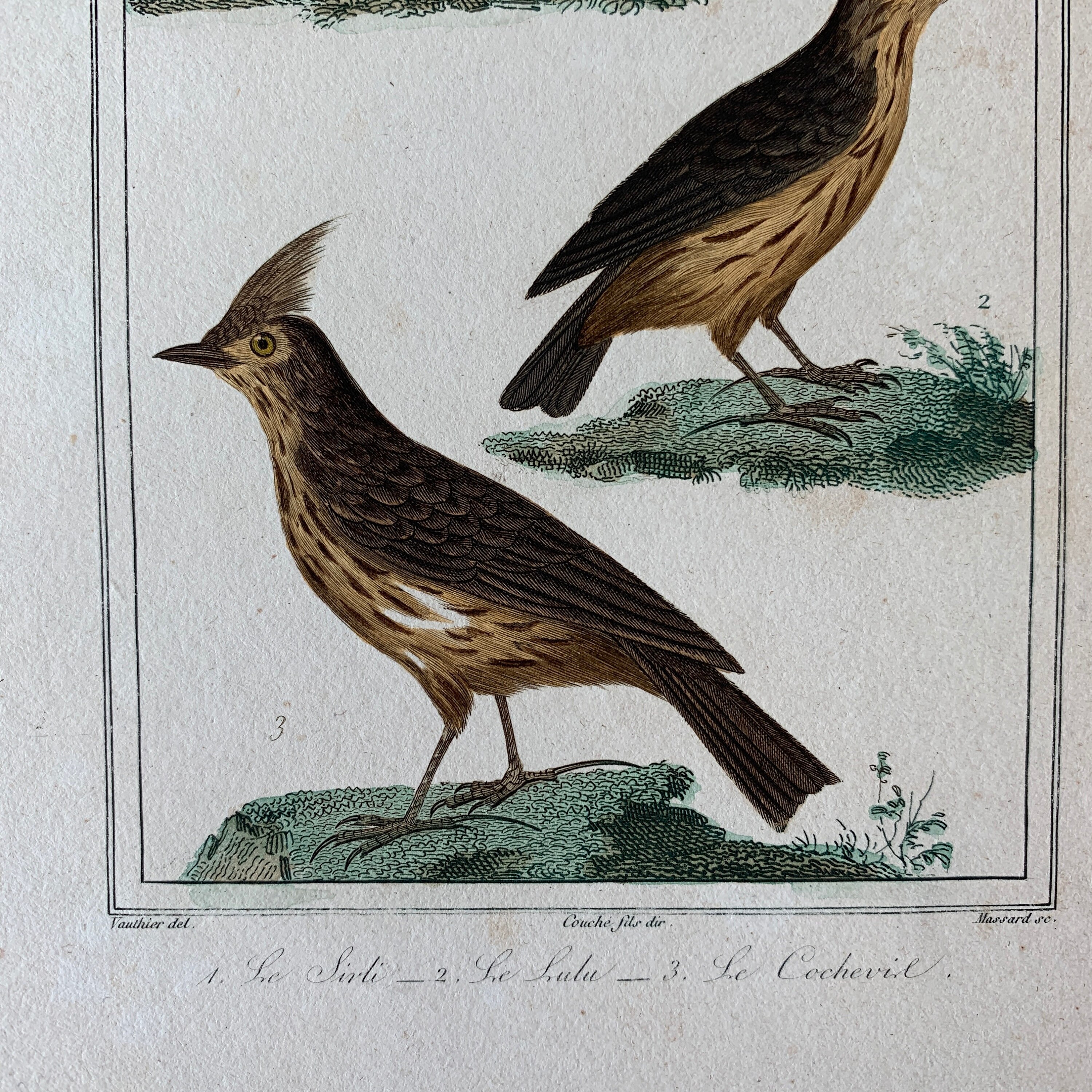 1825 Original Antique Bird Engraving With Greater Hoopoe Lark, Vintage ...