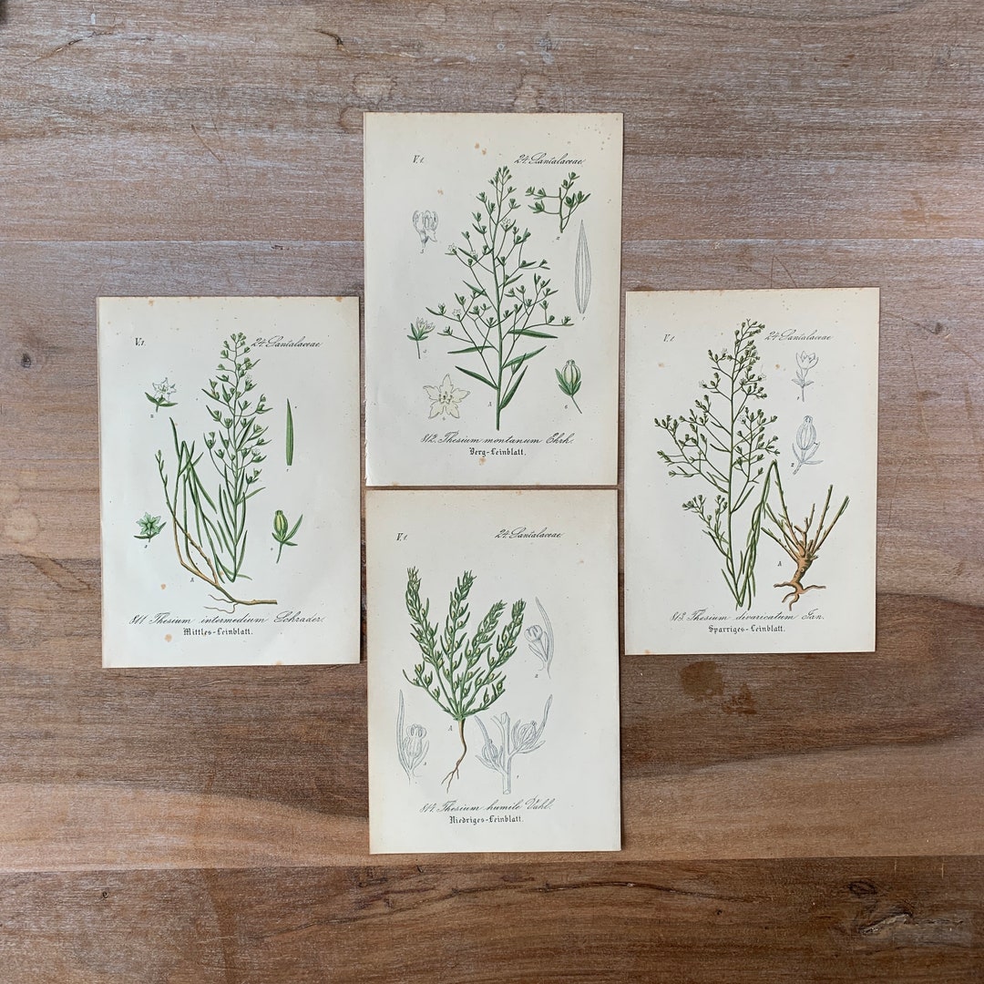 1882 Antique Botanical Lithograph Set of 4 Vintage Flowering Plants ...