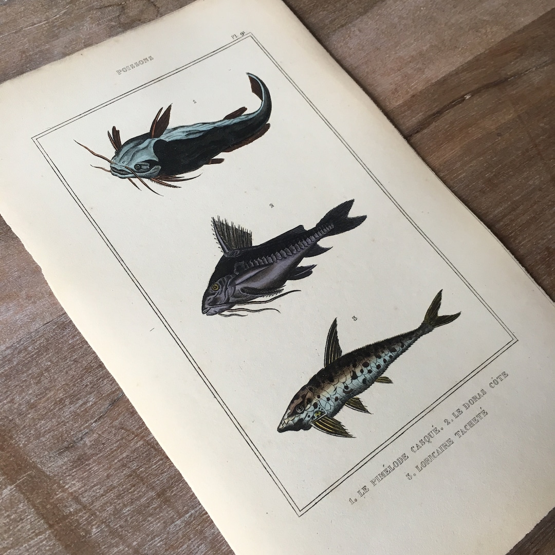1835 Original Antique Fish Engraving, Striped Raphael Cat Fish, Catfish ...