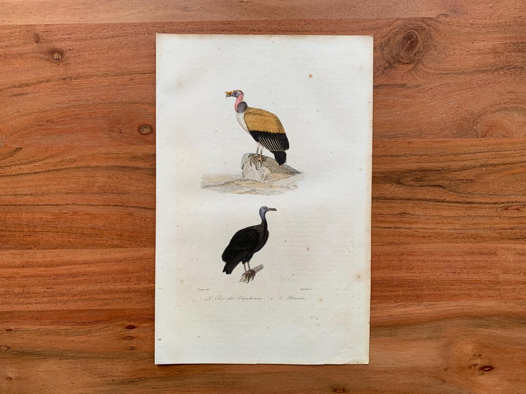 1839 Original Antique Bird Engraving With King Vulture, Turkey Vulture ...