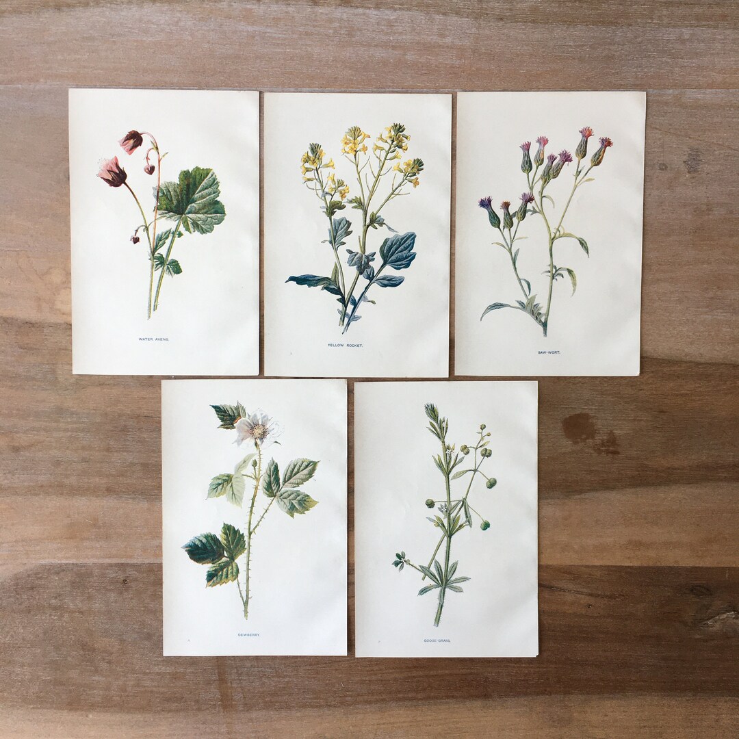 1902 Original Botanical Antique Chromolithograph Set of 5, Water Avens ...