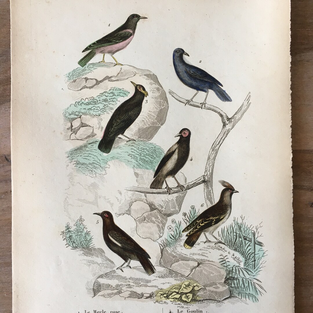 1835 Original Antique Bird Engraving, Eastern Bluebird, Sri Lanka Hill ...