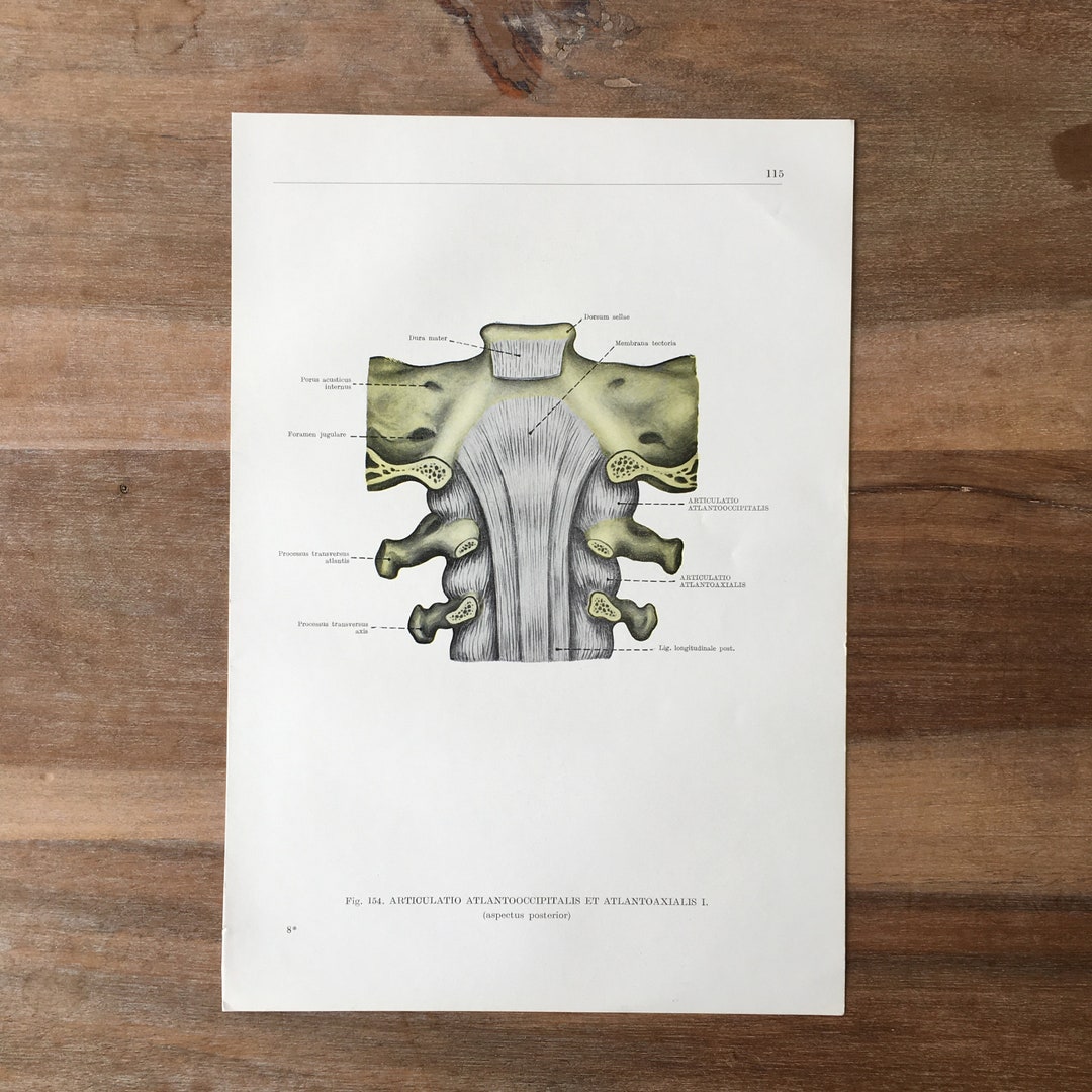 1962 Vintage Medical Print, Syndesmology Print, Joints and ...