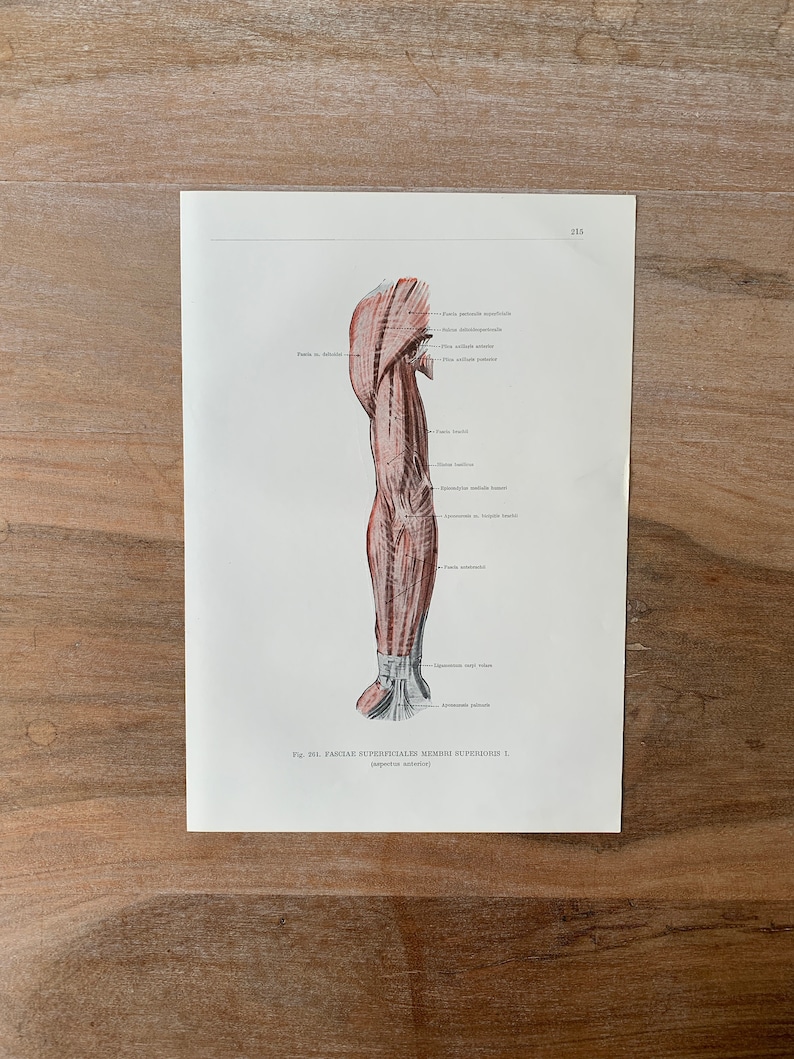 1962 Vintage Human Anatomy Anatomy Print Human Arm Tissues - Etsy