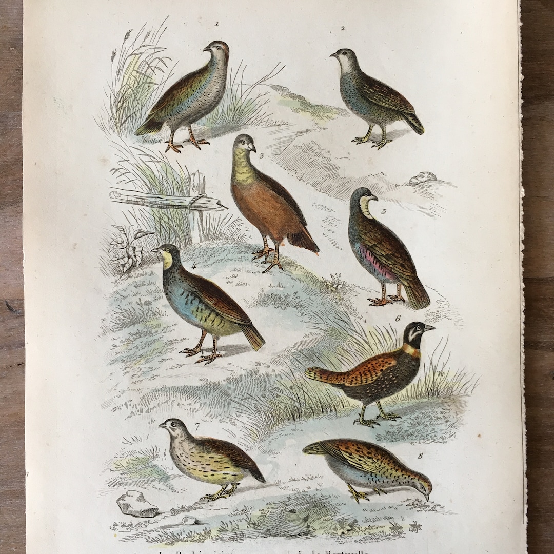 1835 Bird Engraving, Original Antique Bird Print, Grey Partridge, Red ...