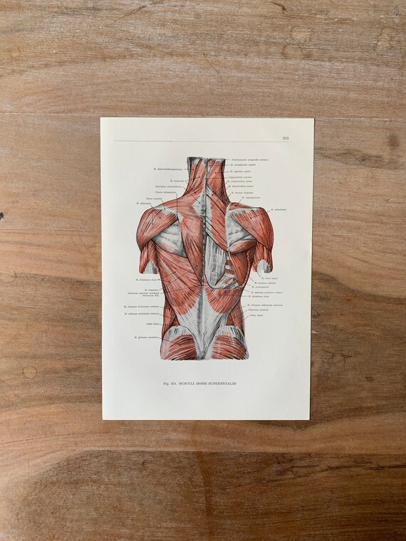 Drawing Human Back Anatomy