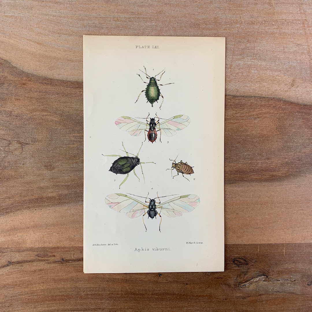 1897 Antique Insects Lithograph | Aphid Print | Greenfly Print | Set of ...