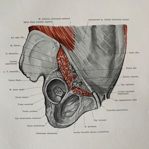 1962 Vintage Human Anatomy, Anatomy Print - Subinguinal Hiatus ...