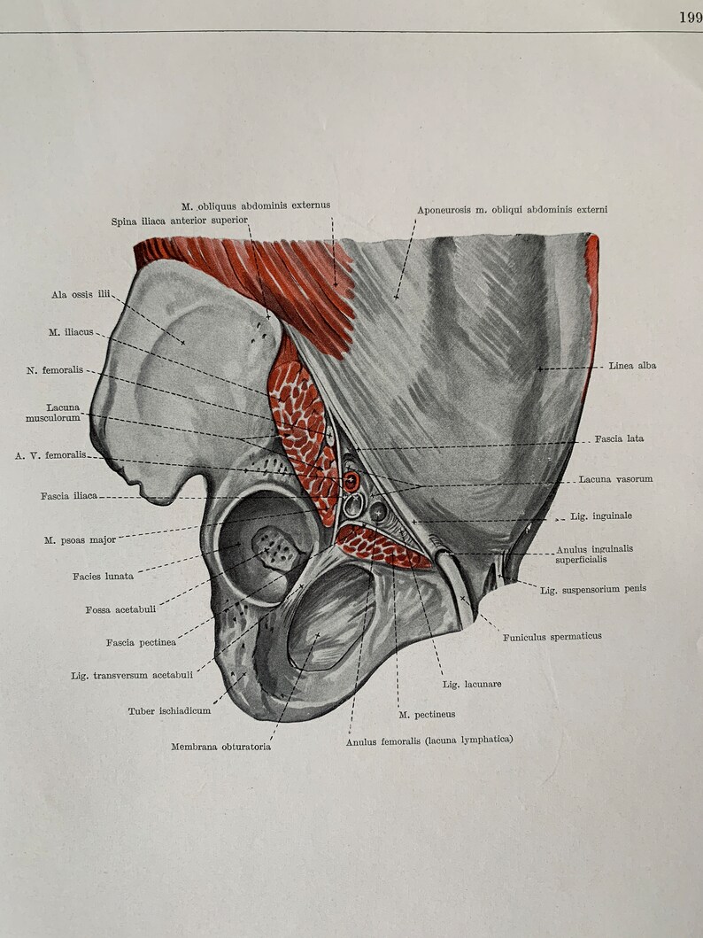 1962 Vintage Human Anatomy Anatomy Print Subinguinal - Etsy