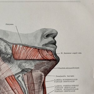1962 Vintage Human Anatomy, Anatomy Print - Muscles of Neck, Myologia ...