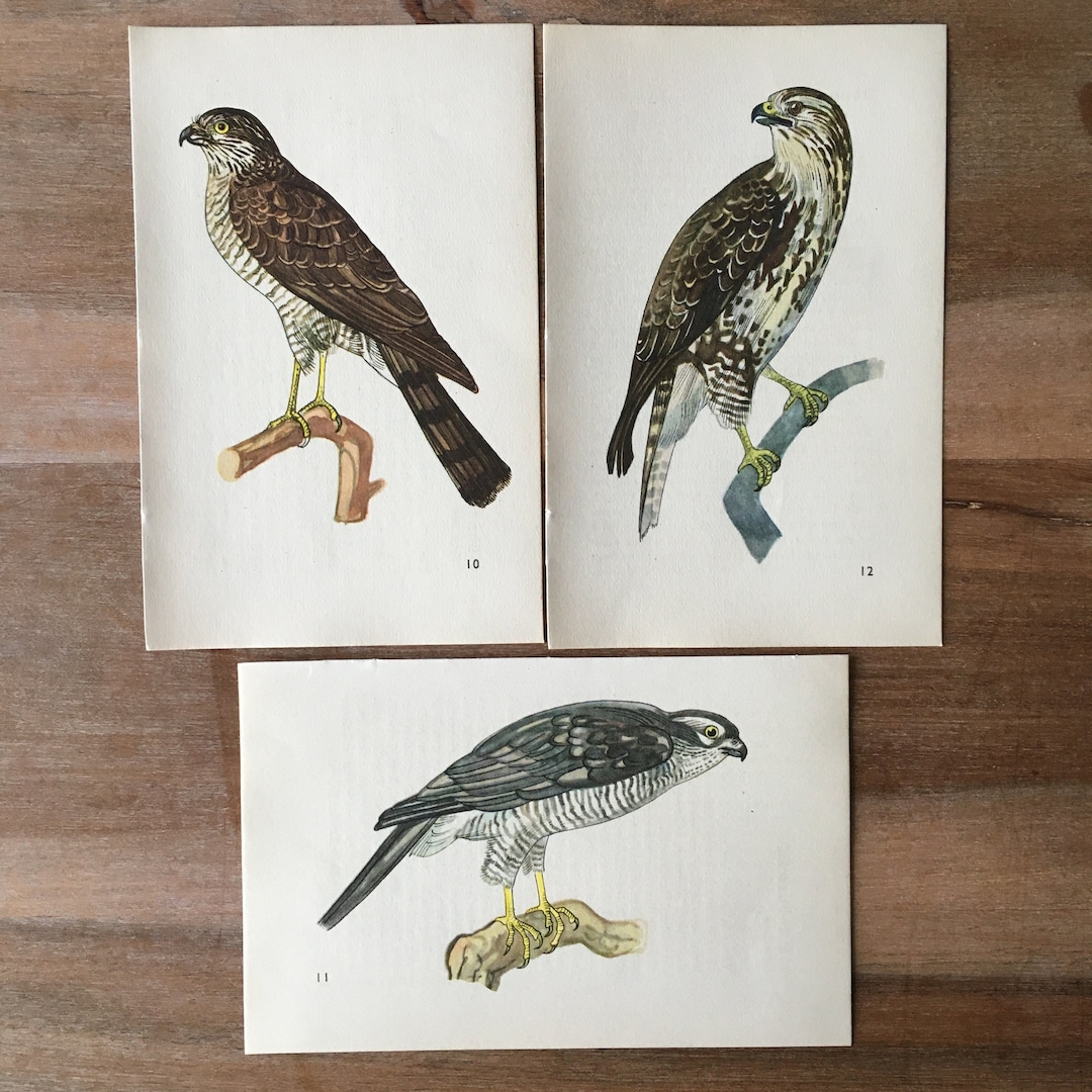 1961 Original Vintage Bird Lithograph Set of 3, Sparrow Hawk, Northern ...