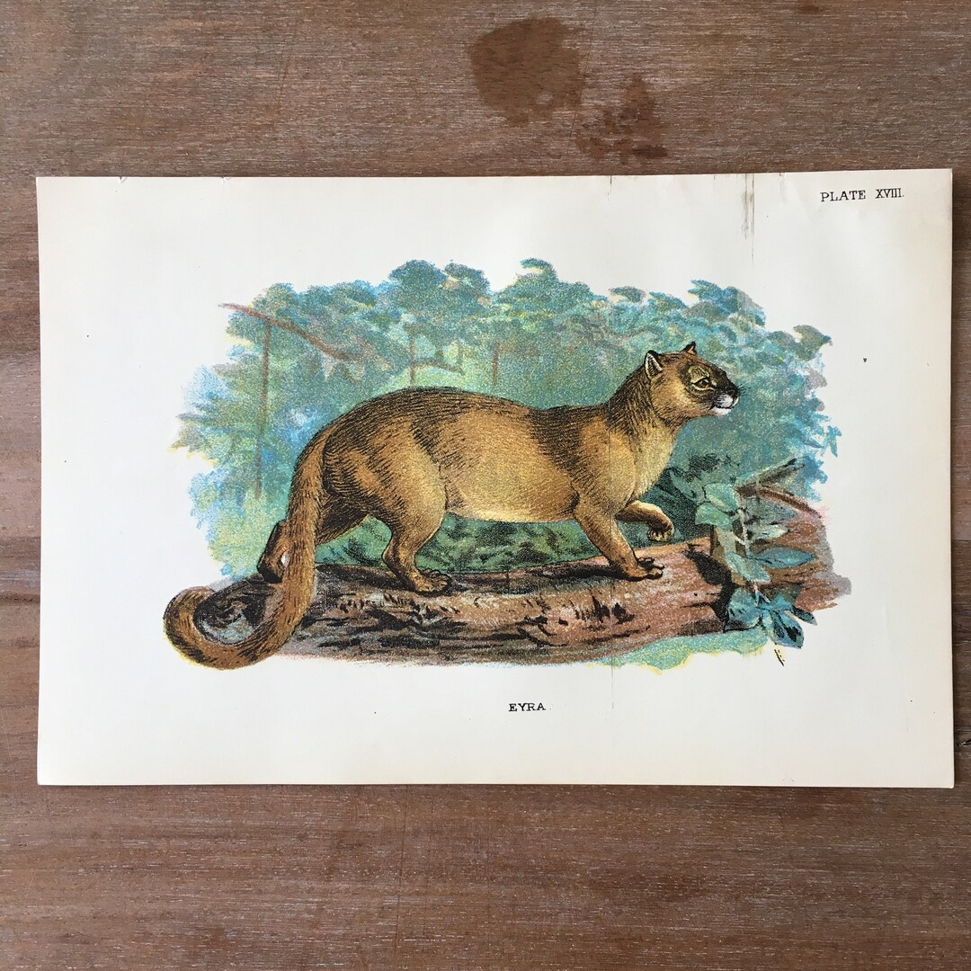 1896 Antique Original Animal Lithograph With Eyra Cat, Wild Nature ...