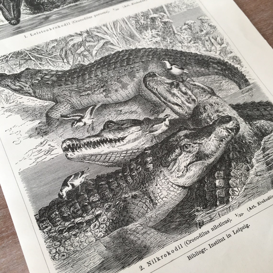 1895 Original Antique Lithograph Animals Print Antique - Etsy