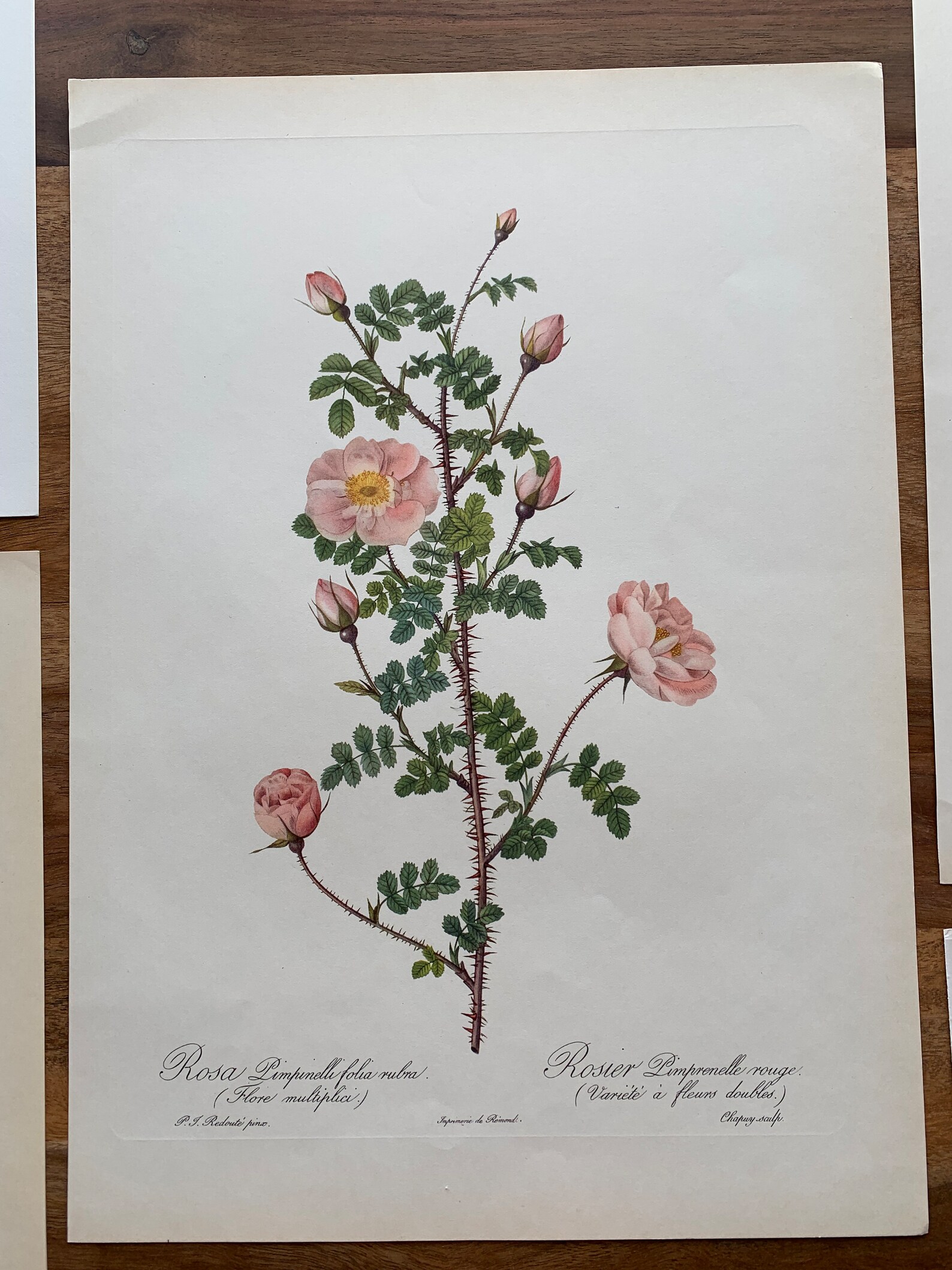 1954-1963 Original Antique Botanical Prints | Gallery Wall Set of 5 ...
