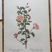 1954-1963 Original Antique Botanical Prints | Gallery Wall Set of 5 ...